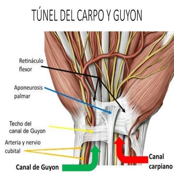 Power point Tunel Carpiano y Guyon anatomia | PDF