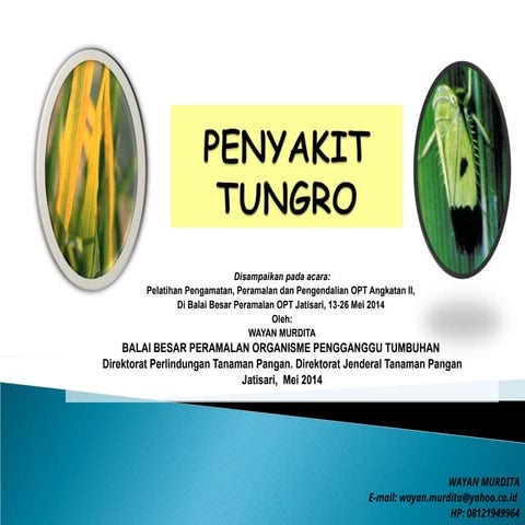 PENGENALAN PENYAKIT TUNGRO PADA TANAMAN PADI.ppt