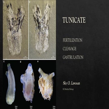 Tunicates: The Filter-Feeding Chordates Shaping Marine Ecosystems - Sky ...