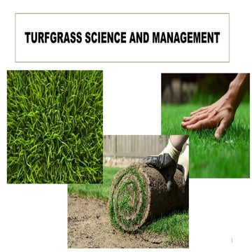 Introduction to Grasses: Turfgrass Management | PDF