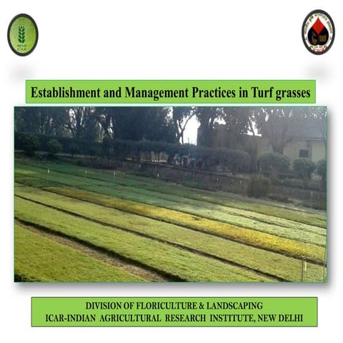 Turf grass pdf | PDF