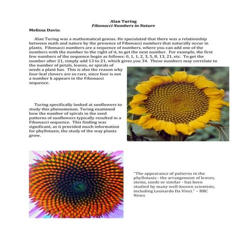 Fibonacci Sequence In Nature Sunflower