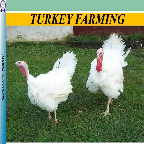 Turkey Farming | PPTX