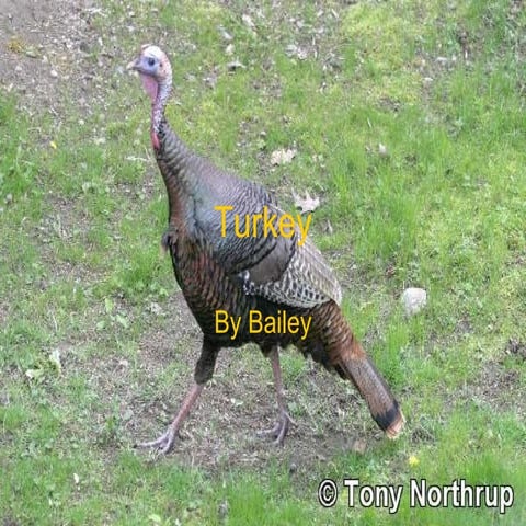 Turkey--Bailey | PPT | Birds | Pets