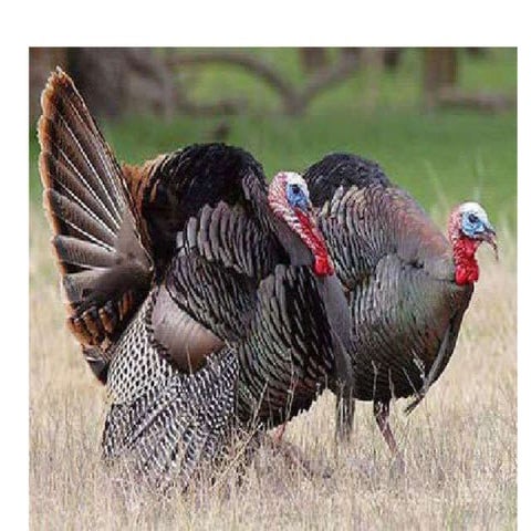turkey farming.pptx