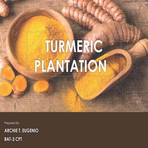 Turmeric Plantation Isabela State University.pptx