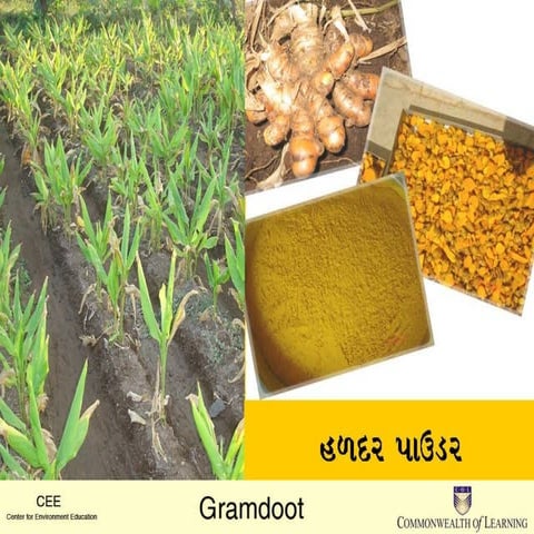 Turmeric powder | PPT