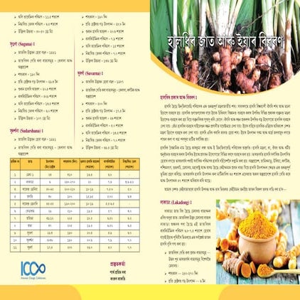 Types of Turmeric Varieties Grown in Assam | PDF