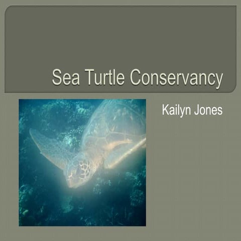 Sea Turtle Conservancy | PPTX | Zoos & Aquariums | Attractions