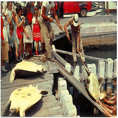 Turtle kraals Key West | PDF