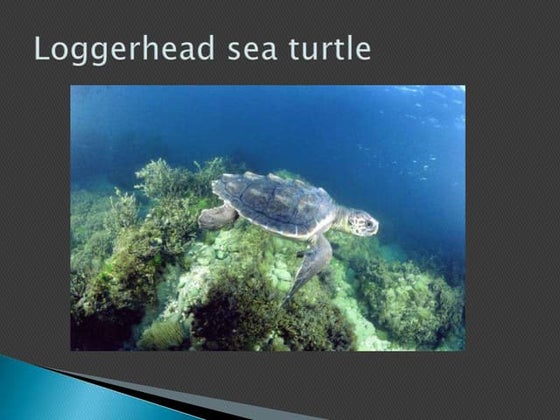Sea Turtle Fact Sheet | PDF