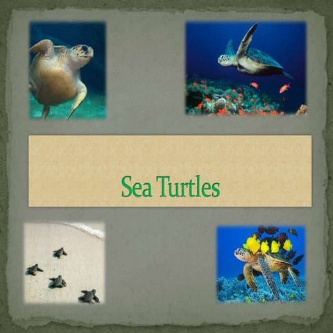 Turtles | PPT