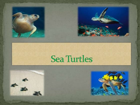 Life Cycle of Turtle (From Egg to Adult Sea Turtle) | PDF