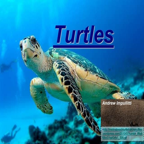 Turtles | PPT