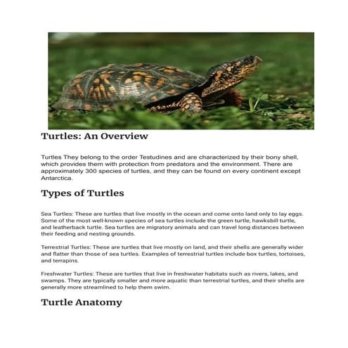 Turtles_ An Overview.pdf