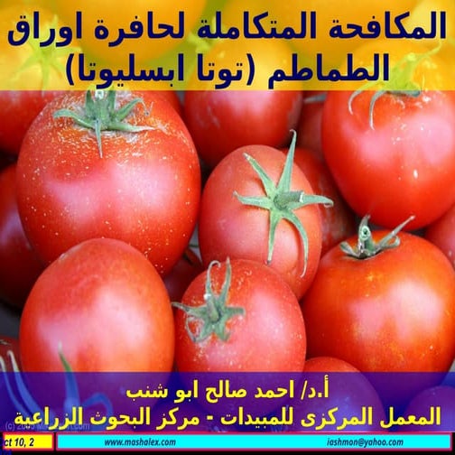 Tuta absoluta insect morphology and control | PPTX