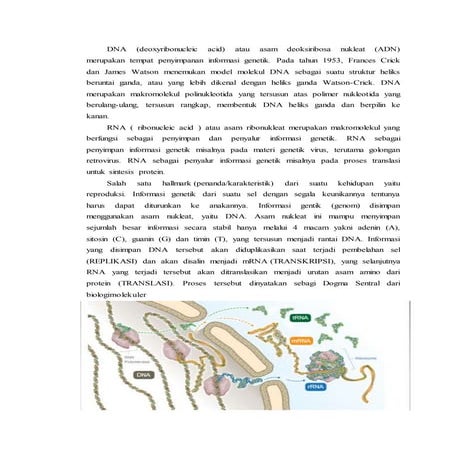 Perbedaan proses transkripsi&translasi pada sel prokariot dan eukariot ...