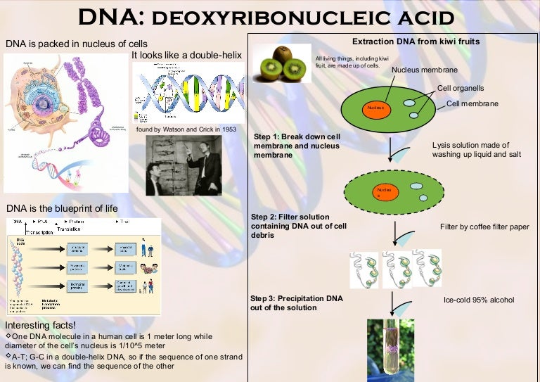 Tutorial Iii Dna Extraction