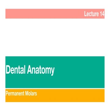 morphology of mandibular 1st,2nd,3rd molars teeth | PPT