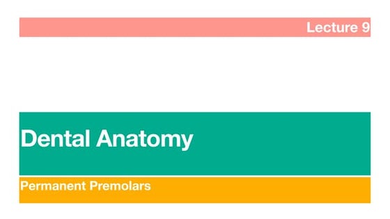 Permanent Maxillary 1st premolar | PPTX | Dental Health | Diseases and ...