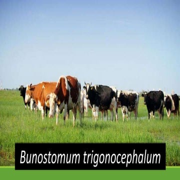 PARASITOLOGIA VETERINARIA MORFOLOGIA Y CICLO BIOLOGICO .pptx