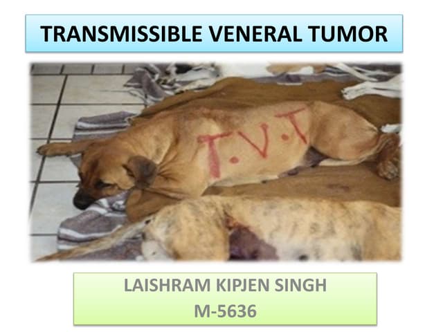 Canine Transmissible Venereal Tumor