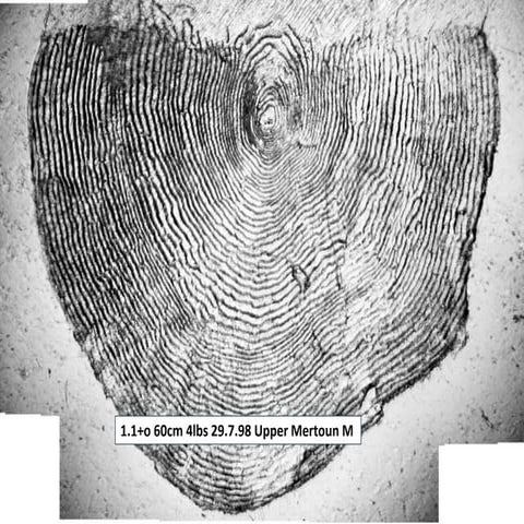 Tweed Foundation Scale Reference Collection Slides 1-10 | PPTX