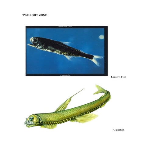 Twilight zone animals | DOC