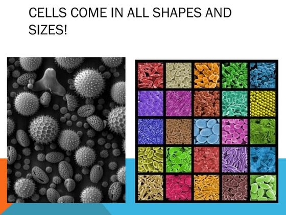 Types of cells prokaryotic and eukaryotic | PPT | Biological Sciences ...