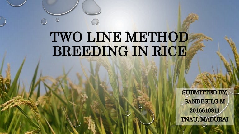 Two line breeding in RICE