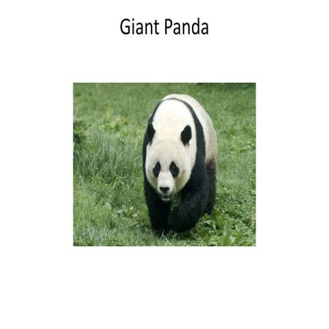 Giant Panda | PPTX