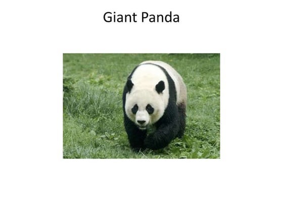 Giant panda! | PPT