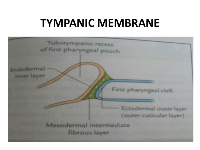 Anatomy Tympanic Membrane