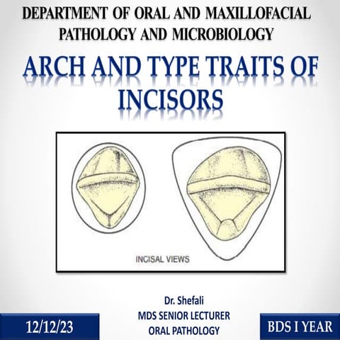 morphology of Maxillary central and lateral incisors teeth | PPT