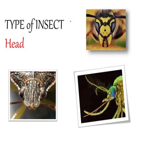Type of Insect head | PPTX