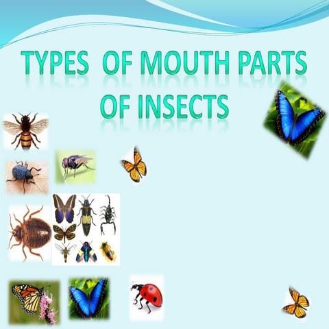 TYPES-OF-MOUTHPARTS-OF-INSECTzoology.pptx