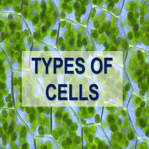 Types of cells | PPTX
