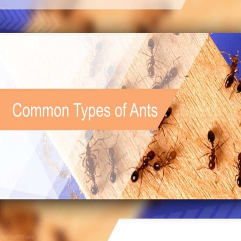 Types of ants | PPT
