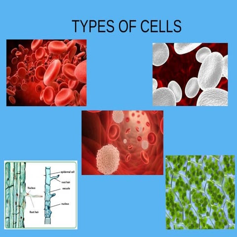 Types of cell | PPT