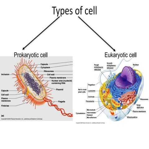 Types of cell.pptx