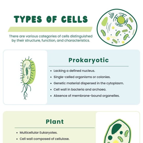 Stork Balance Stand Test | PDF