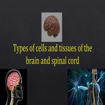 Types of cells and tissues of the brain | PPT