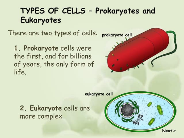 Lesson 3 Prokaryotic vs Eukaryotic Cell | PDF
