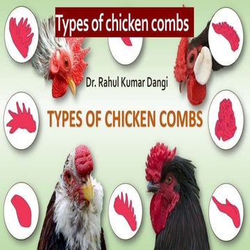 Types of chicken combs.pptx | Skin and Dermatology | Diseases and ...