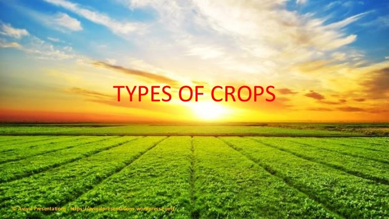 Types of crops