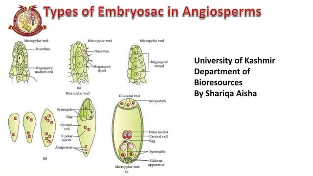 Life cycle of algae