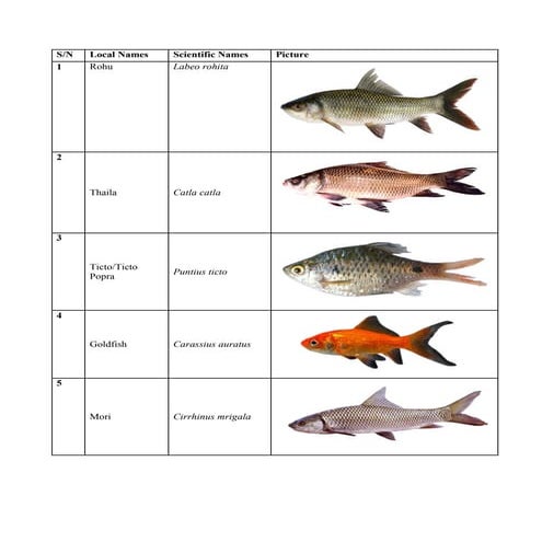 Types of Fish, local & scientific names of fish | PDF
