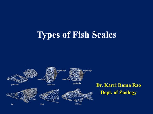 MORPHOLOGY OF PRAWN (Penaeus indicus) | PPTX