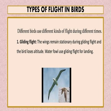 Types of flight in birds | PPTX