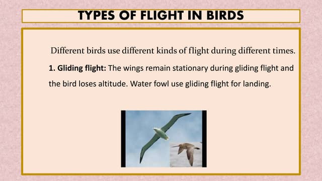 How birds fly | PPTX